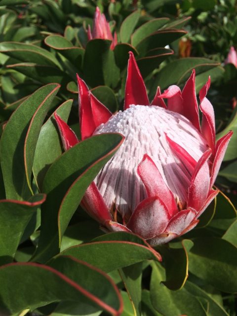 PROTEA LITTLE PRINCE 140MM | The Garden Feast