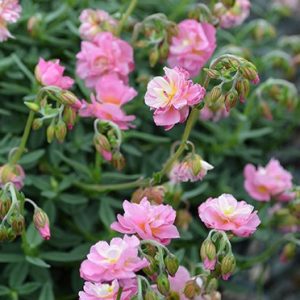 Ground Covers | Garden Feast