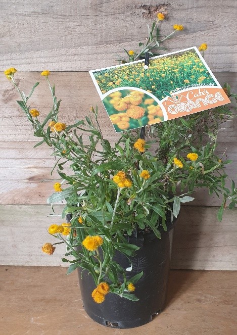 CHRYSOCEPHALUM CATE’S ORANGE 140MM | The Garden Feast