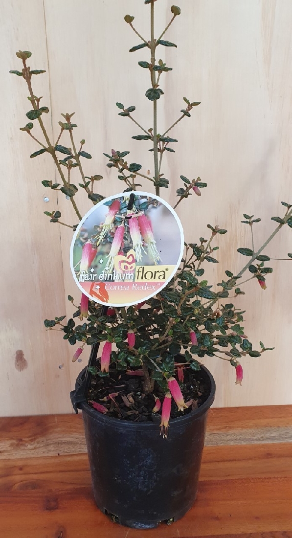 CORREA REDEX 150MM | The Garden Feast