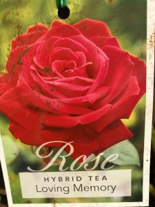 ROSE LOVING MEMORY | The Garden Feast