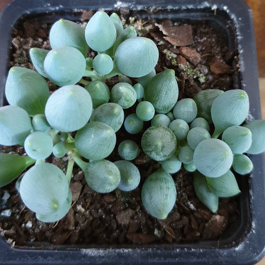 SENECIO CHAULK STICKS DWARF 75MM | Garden Feast