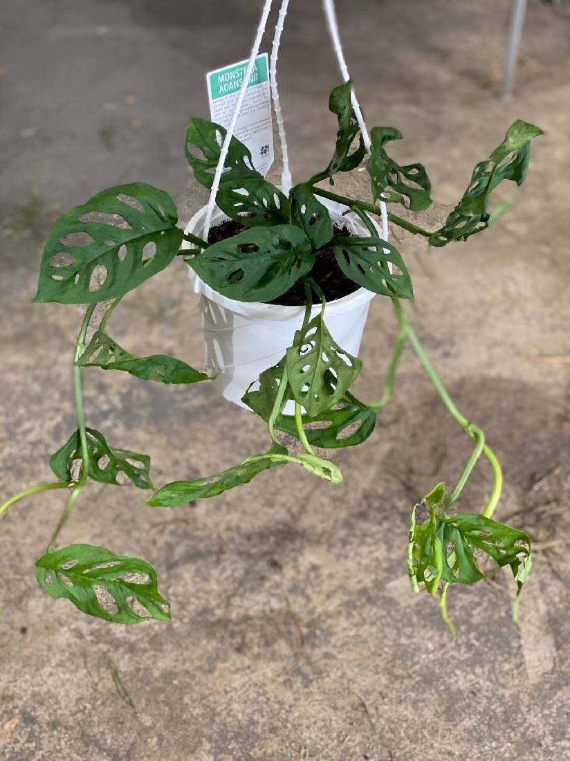 MONSTERA ADONSONII SWISS CHEESE HB 170MM | The Garden Feast