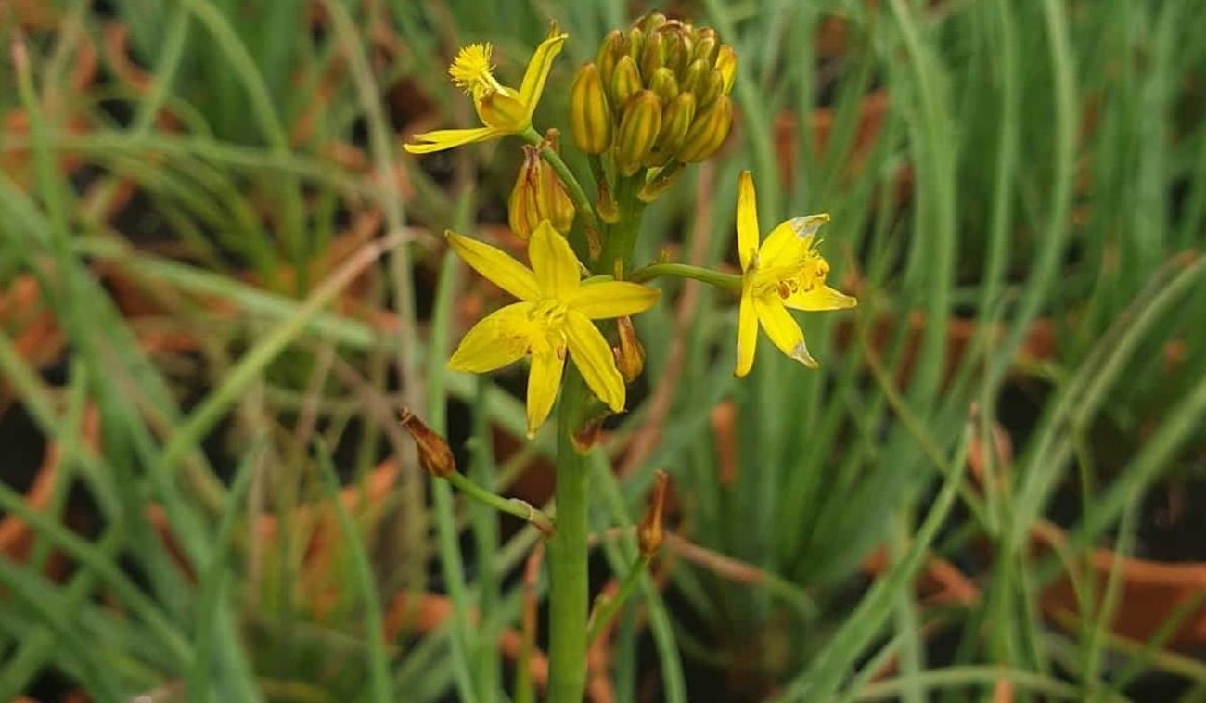 Bulbine bulbosa Native Leek Tucker Bush 140mm | Garden Feast