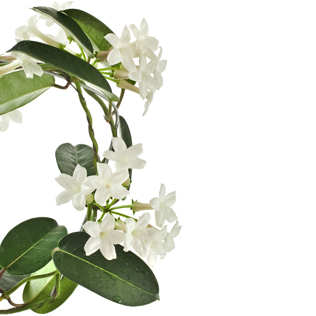 STEPHANOTIS FLORIBUNDA ON HOOP 200MM | The Garden Feast