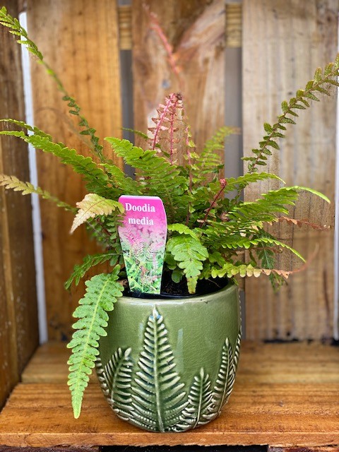DOODIA MEDIA RASP FERN 100MM | The Garden Feast
