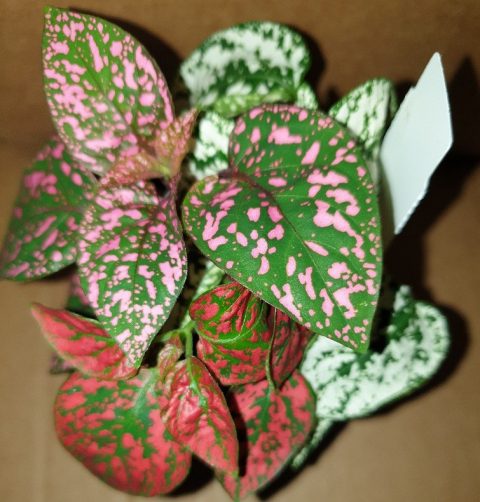 Hypoestes Mix 75mm | The Garden Feast