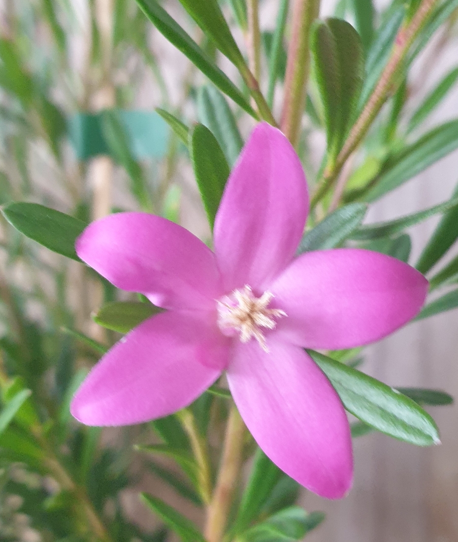 CROWEA EXALTA DARK SIDE 140MM | The Garden Feast