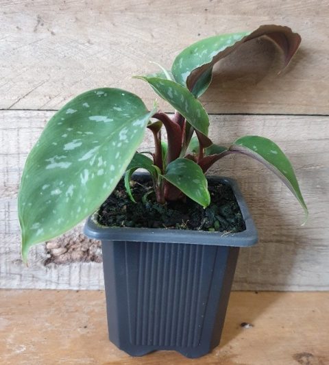 APOBALLIS ACUMINATISSIMA RED SWORD 75MM | The Garden Feast