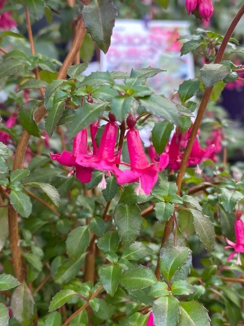 FUCHSIA CANDY BELLS 140MM | Garden Feast