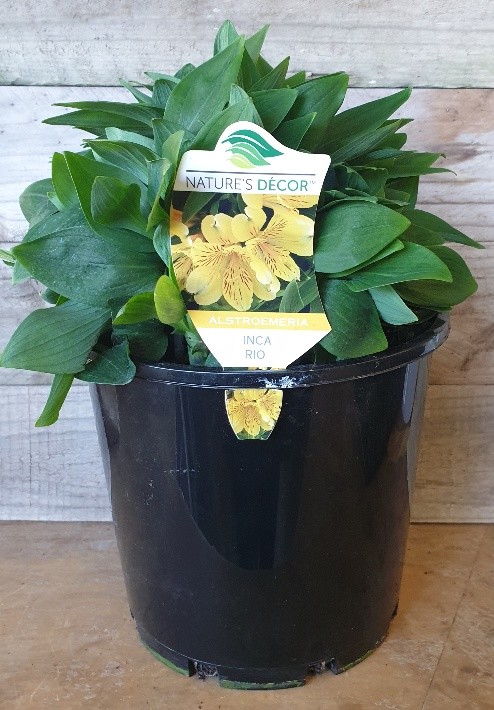 ALSTROEMERIA RIO 200MM | The Garden Feast