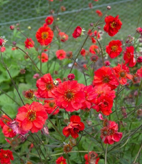 GEUM FIERY TEMPEST 140MM | The Garden Feast
