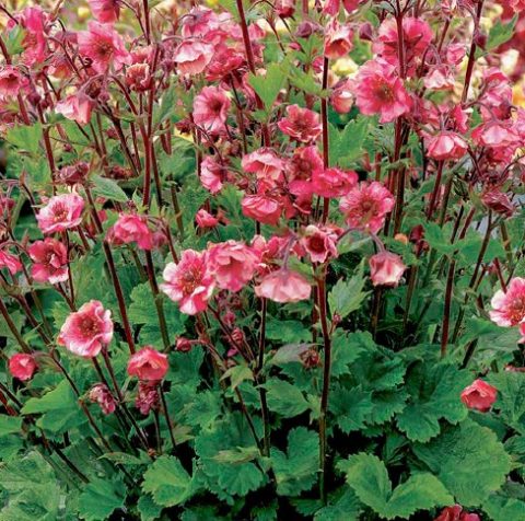 GEUM TEMPO ROSE 140MM | The Garden Feast