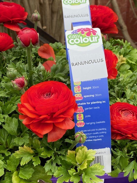 EASY COLOUR RANUNCULUS RED 4 CELL | The Garden Feast