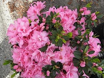 AZALEA ROSE QUEEN 200MM | The Garden Feast