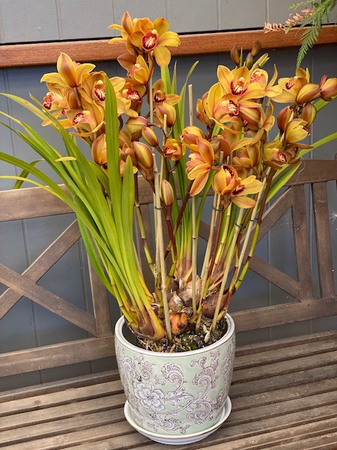 ORCHID CYMBIDIUM 10 SPIKE COPPER 20 | The Garden Feast