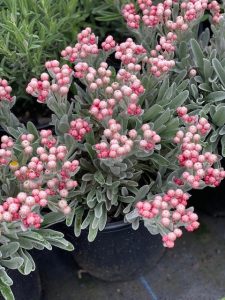 Helichrysum Ruby Clusters 200mm | The Garden Feast