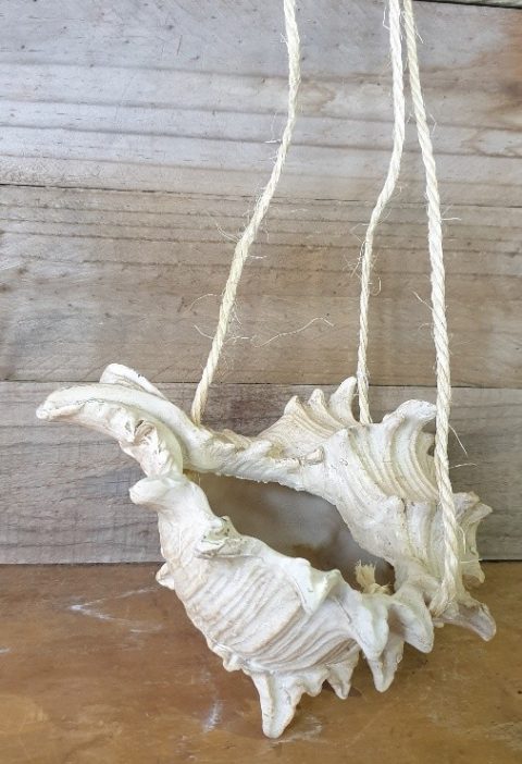 POT CONCH SHELL HANGING | The Garden Feast