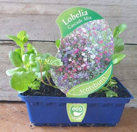 LOBELIA CASCADE MIX | The Garden Feast