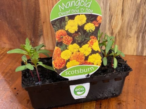 MARIGOLD DWARF BOY O BOY | The Garden Feast