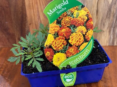 MARIGOLD SIMBA | The Garden Feast