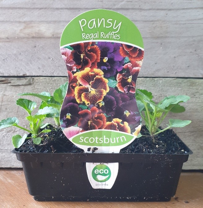 PANSY REGAL RUFFLES | The Garden Feast