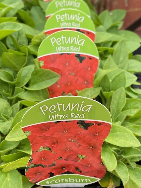 PETUNIA ULTRA RED | The Garden Feast
