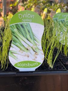 Onion Spring Punnet | The Garden Feast