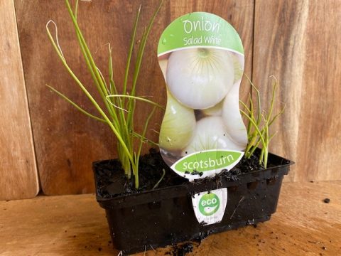 Onion White Punnet | The Garden Feast