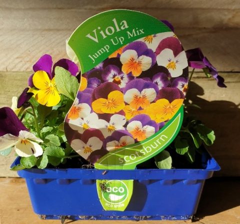 VIOLA JUMPUP MIX | The Garden Feast