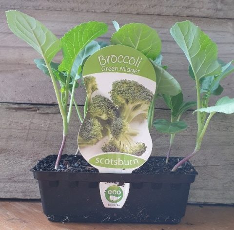 Broccoli Green Midget Punnet | The Garden Feast
