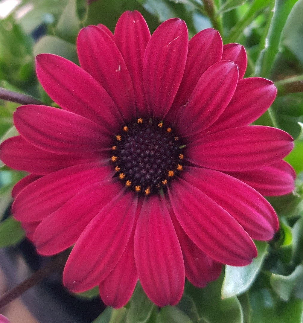 OSTEOSPERMUM ZION RED 200MM | Garden Feast