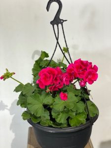 Geranium Big Splash 270mm Hanging Basket | The Garden Feast