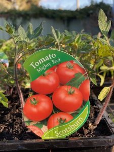 TOMATO MIGHTY RED PUNNET | The Garden Feast