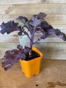 KALETTE PURPLE 100MM | Garden Feast