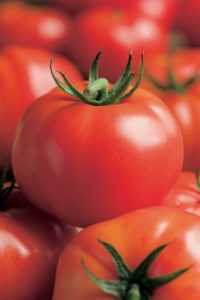 TOMATO APOLLO IMPROVED | The Garden Feast