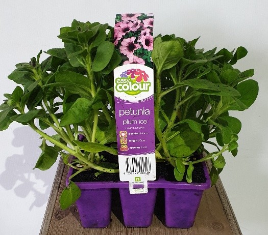 EASY COLOUR PETUNIA PLUM ICE 6 CELL | Garden Feast