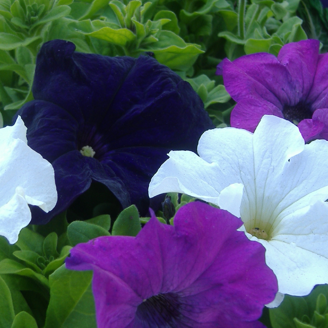 EASY COLOUR PETUNIA COOL MIX | Garden Feast