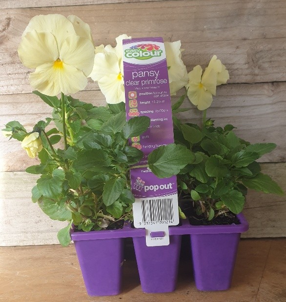 EASY COLOUR PANSY CLEAR PRIMROSE | Garden Feast