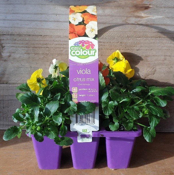 EASY COLOUR VIOLA CITRUS MIX 6 CELL | Garden Feast
