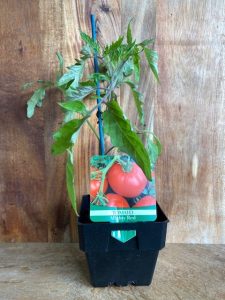 TOMATO MIGHTY RED | The Garden Feast