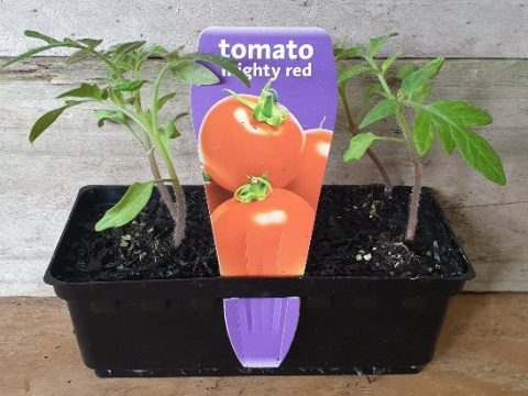 TOMATO MIGHTY RED 2 | The Garden Feast