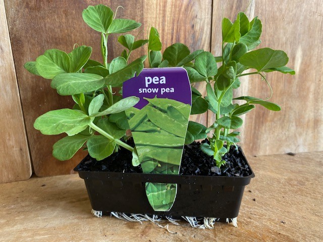 PET SNOW PEA | The Garden Feast