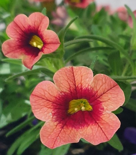 EASY COLOUR CALIBRACHOA MANGO 4 CELL | The Garden Feast