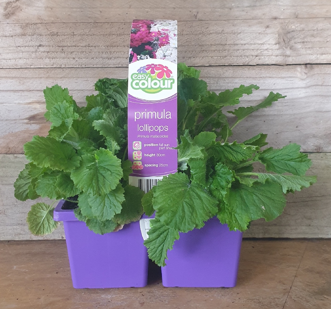 EASY COLOUR PRIMULA LOLLIPOPS 4 CELL | Garden Feast