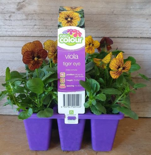 EASY COLOUR VIOLA TIGER EYE | Garden Feast