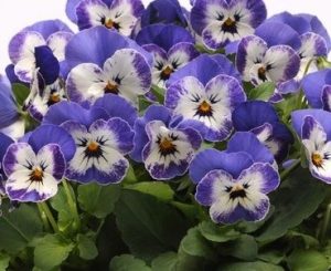 EASY COLOUR VIOLA DELFT BLUE | The Garden Feast