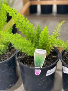 Asparagus Meyerii Foxtail Fern 200mm | The Garden Feast