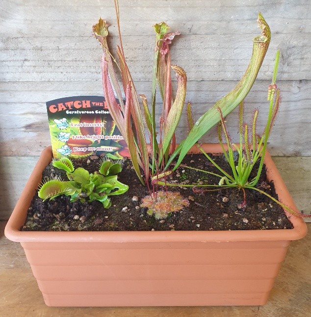 CARNIVOROUS WINDOW BOX A | The Garden Feast