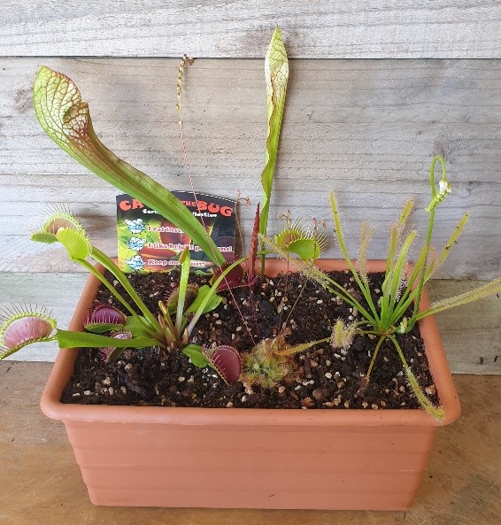 CARNIVOROUS WINDOW BOX B | The Garden Feast
